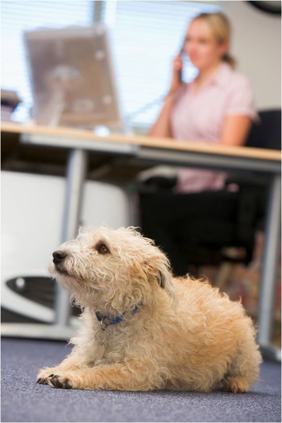 Do office pets decrease stress in the workplace?