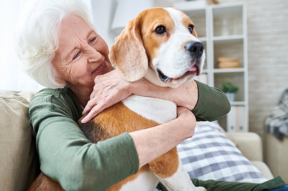Comfort Companions: for the love of pets